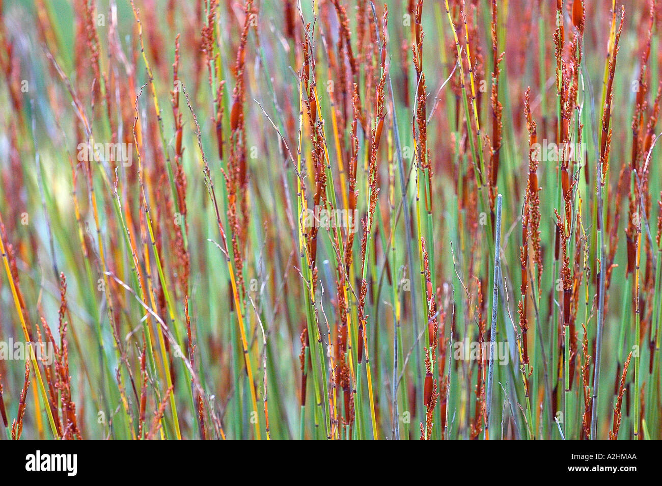 Restios restio reed thatch hi-res stock photography and images - Alamy