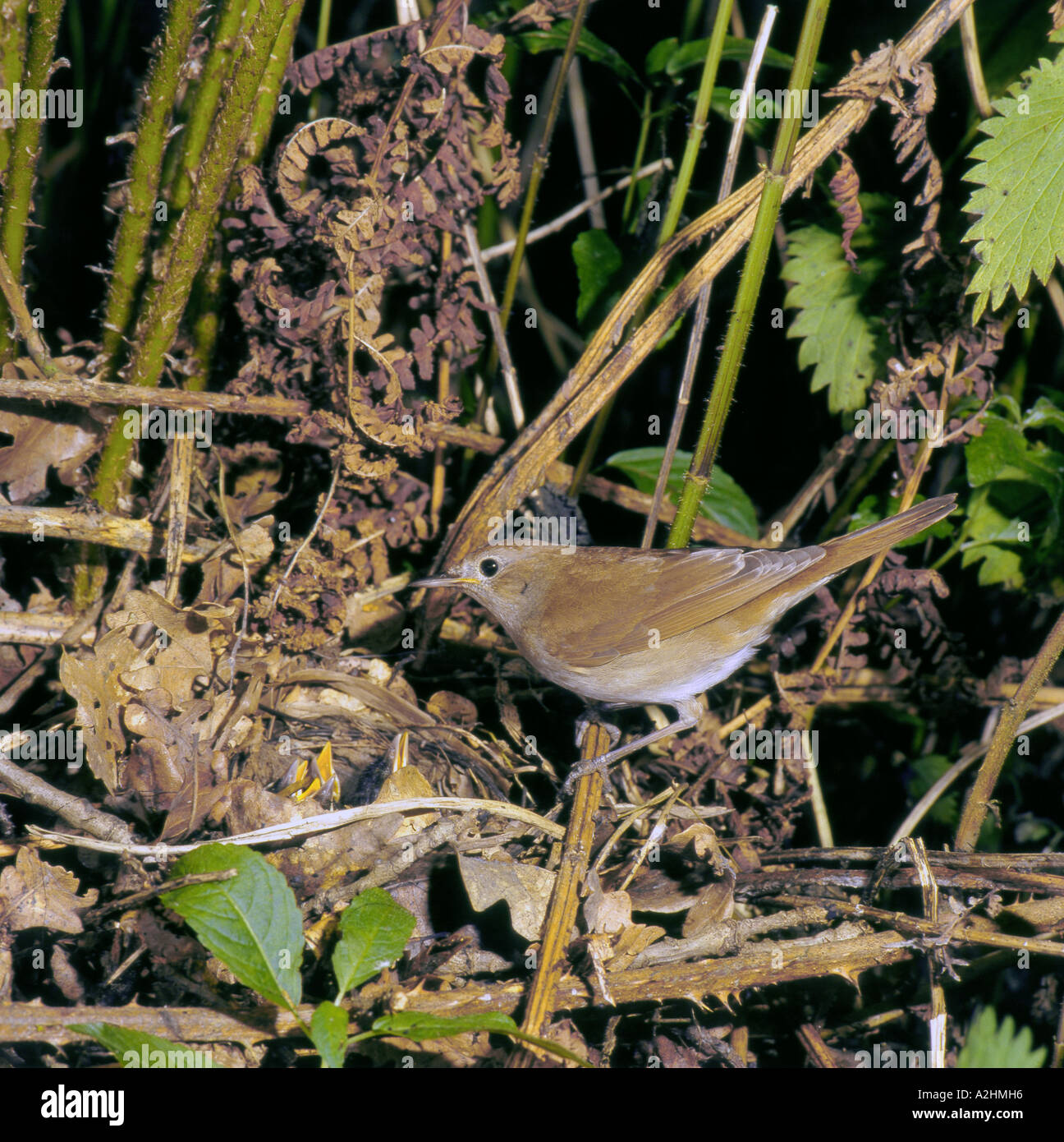 Nightingale Adult at leafy nest with young Surrey England June Stock ...