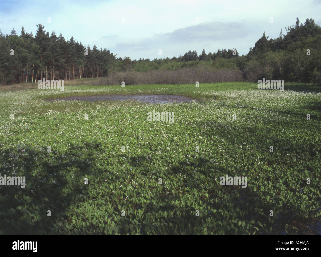 Peatmoor pond hi-res stock photography and images - Alamy