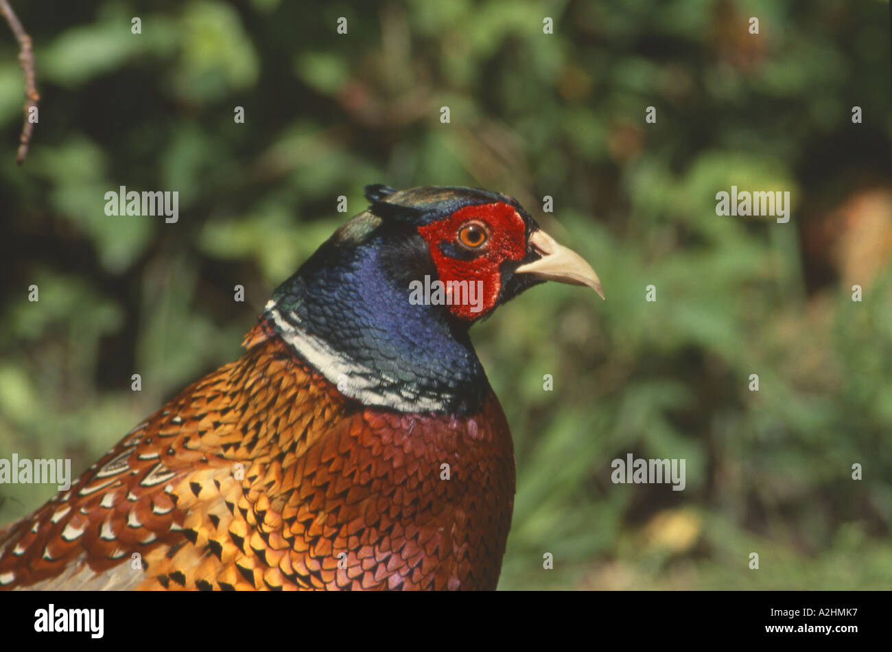 Pheasant wattle hi-res stock photography and images - Alamy