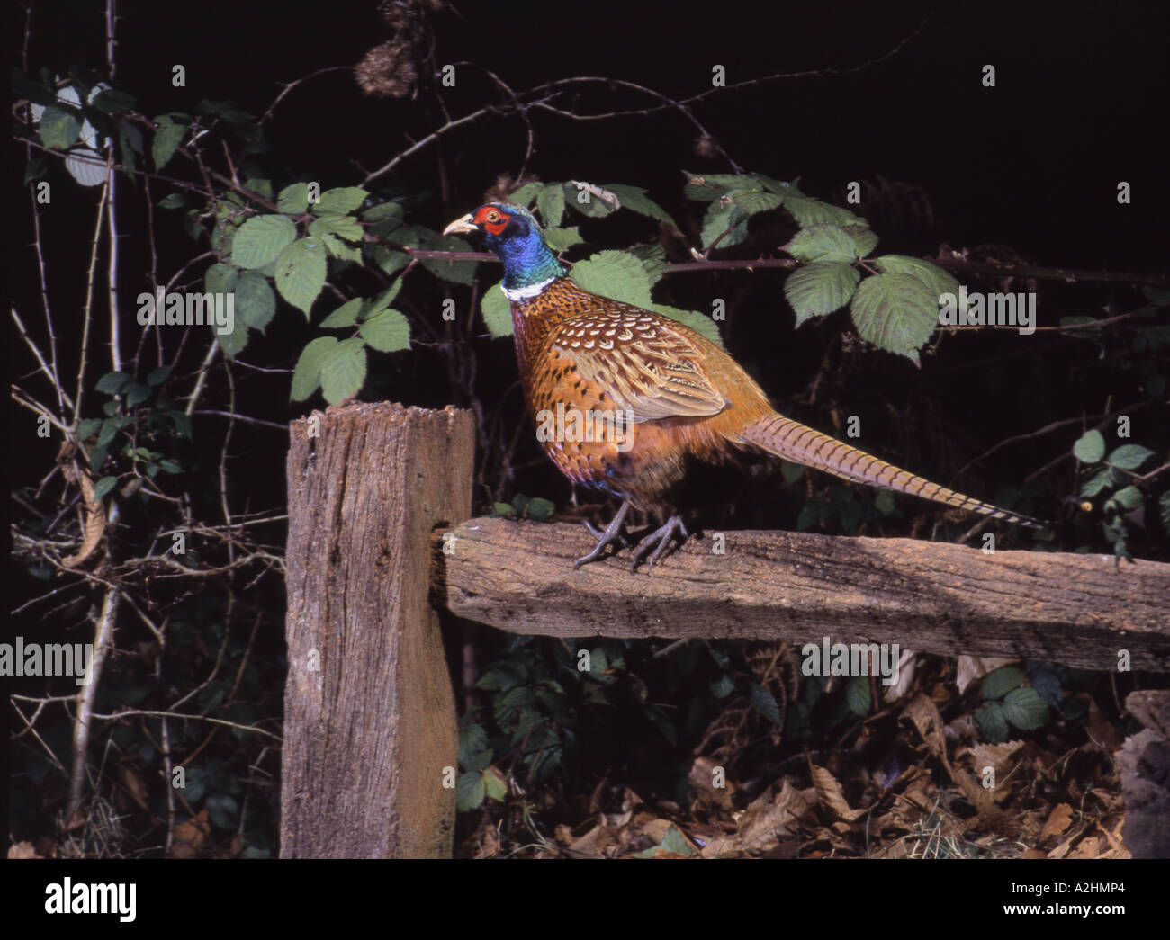 Pheasant fence hi-res stock photography and images - Alamy