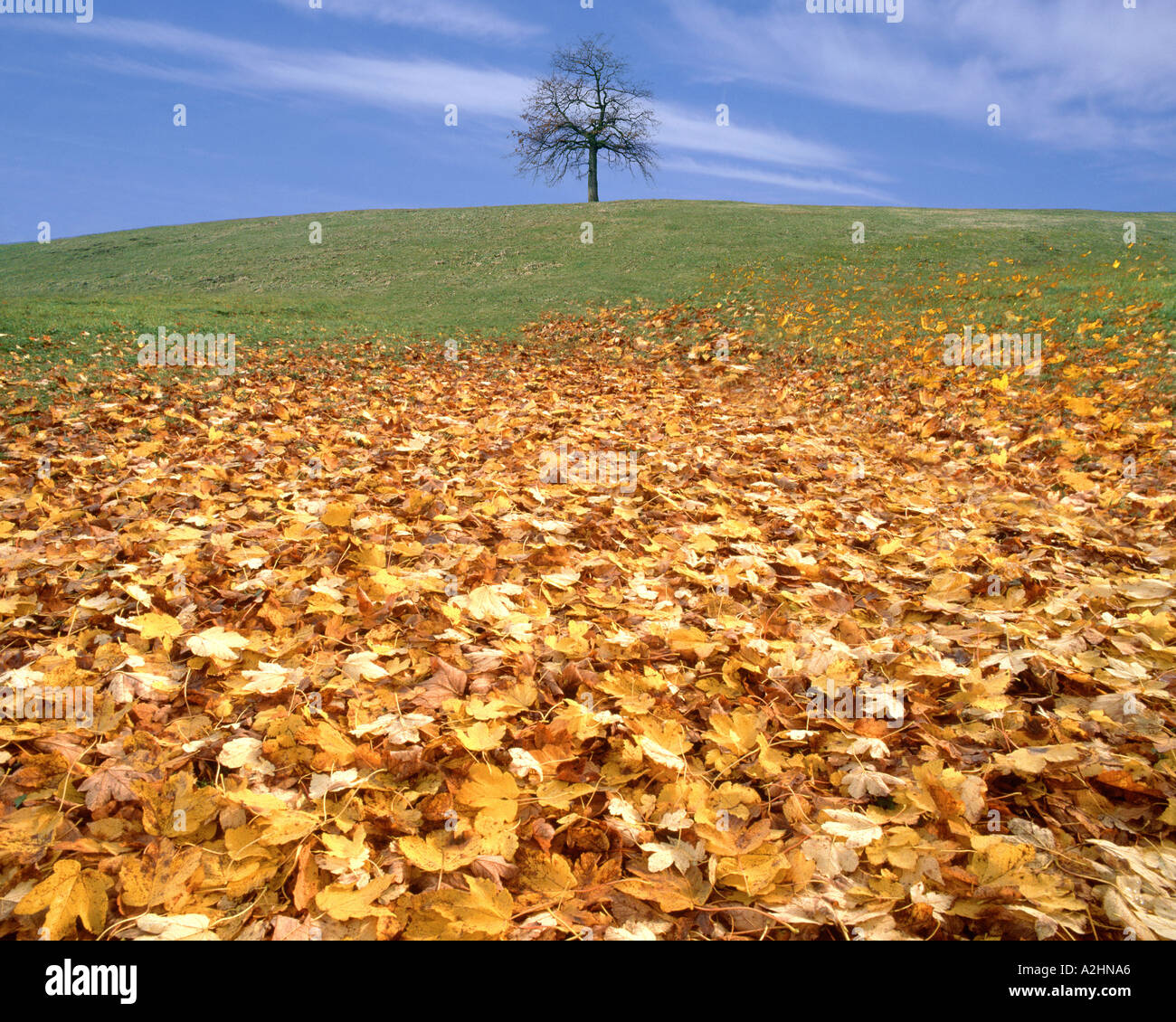 CONCEPT: Autumn of the Four Seasons Stock Photo - Alamy