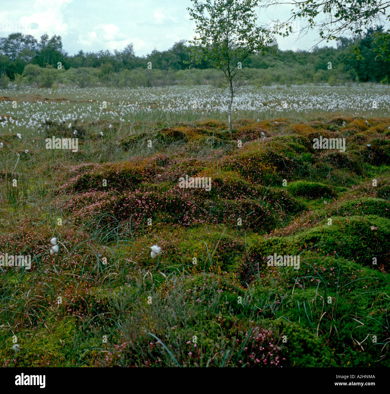 Cranberry Bog Cotton growing on tussocks in sphagnum bog Hampshire ...