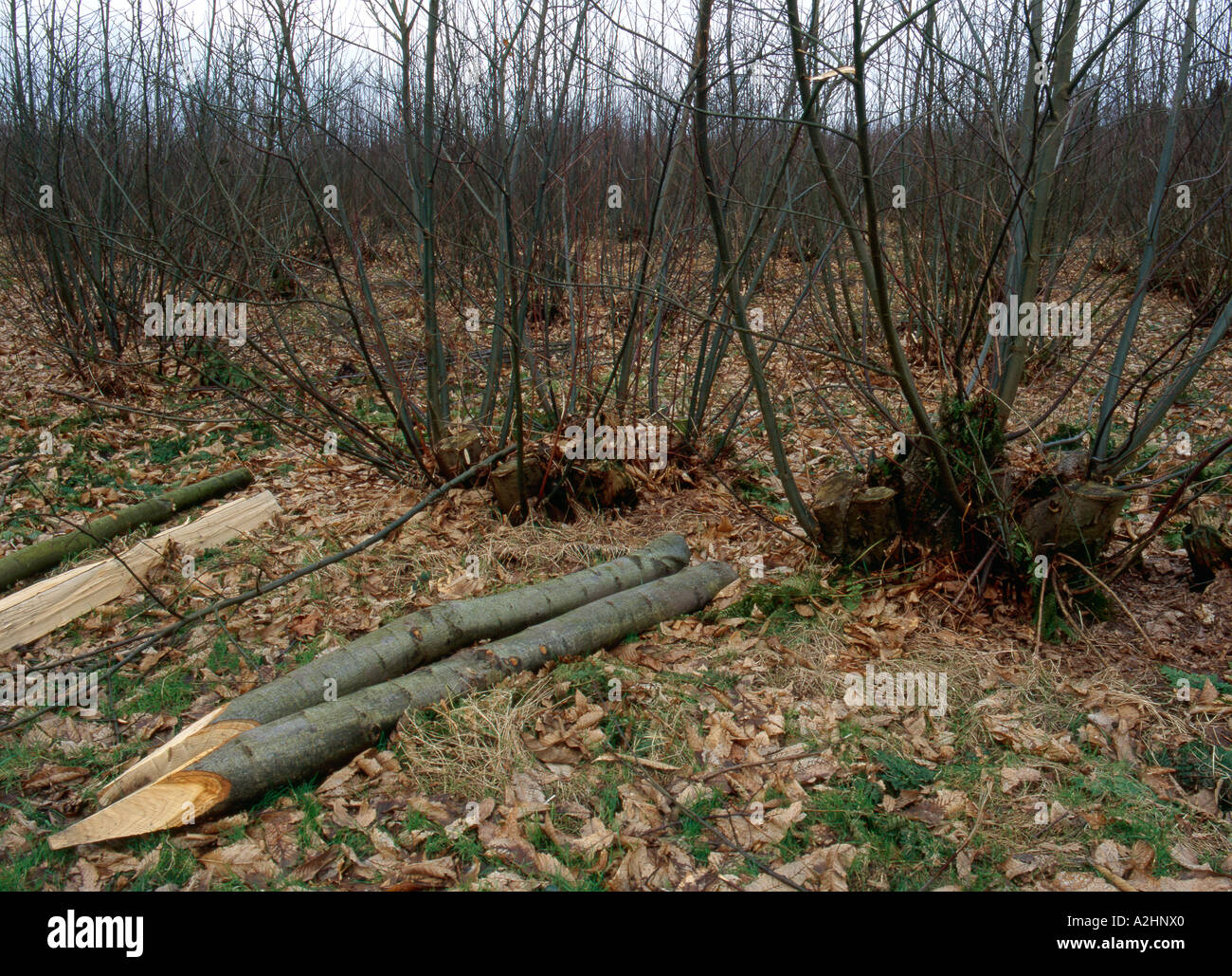 Sweet Chestnut Coppicing Woodland Management Stock Photo - Alamy