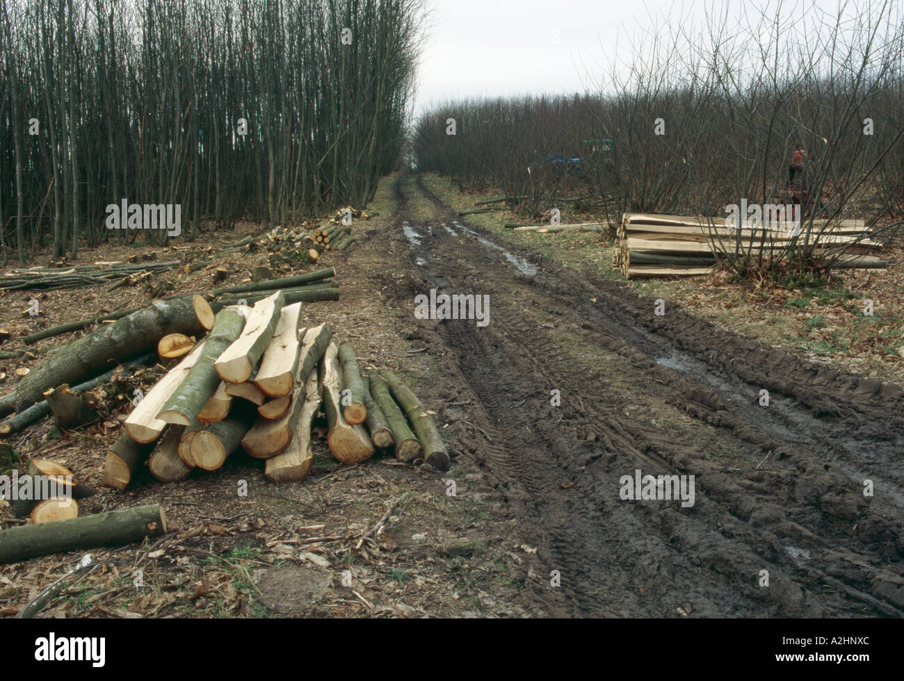 Coppicing woodland hi-res stock photography and images - Alamy