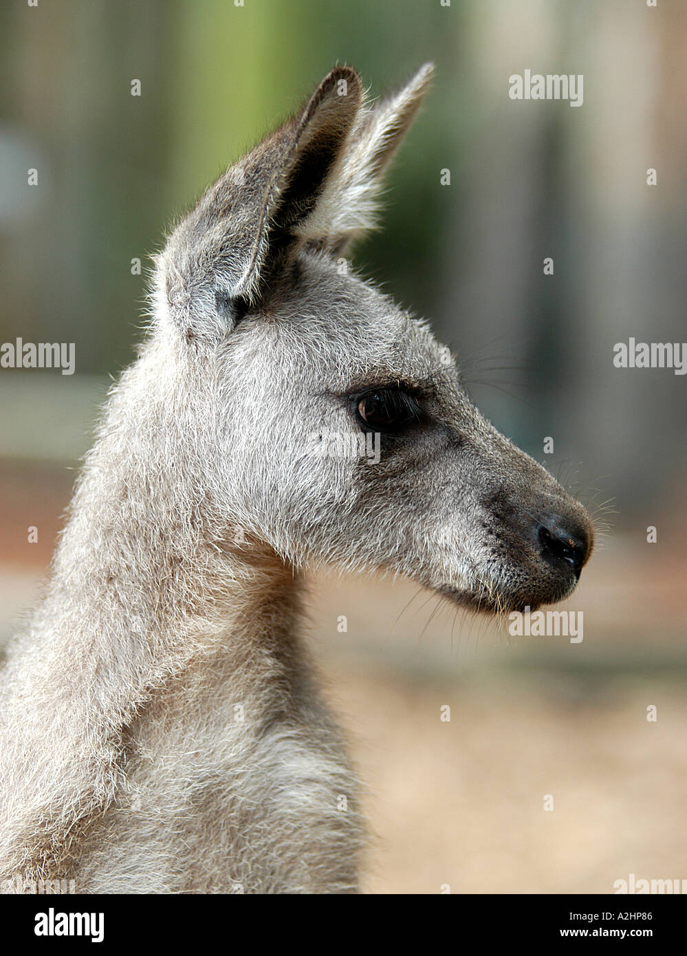 Prone body Cut Out Stock Images & Pictures - Alamy