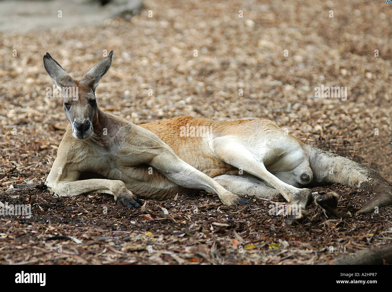 Kangaroo Lying Down Stock Photos & Kangaroo Lying Down Stock Images - Alamy