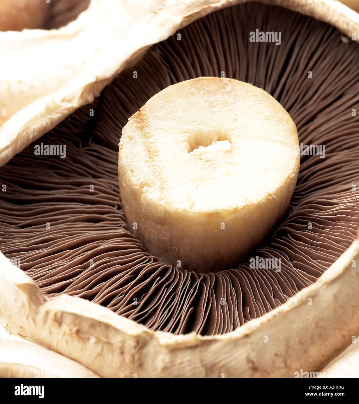 Open cup mushroom hi-res stock photography and images - Alamy