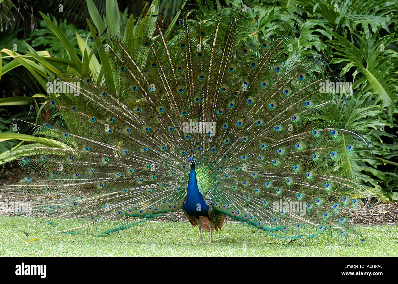 Landscape shot of Peacock with plumage extended Stock Photo - Alamy