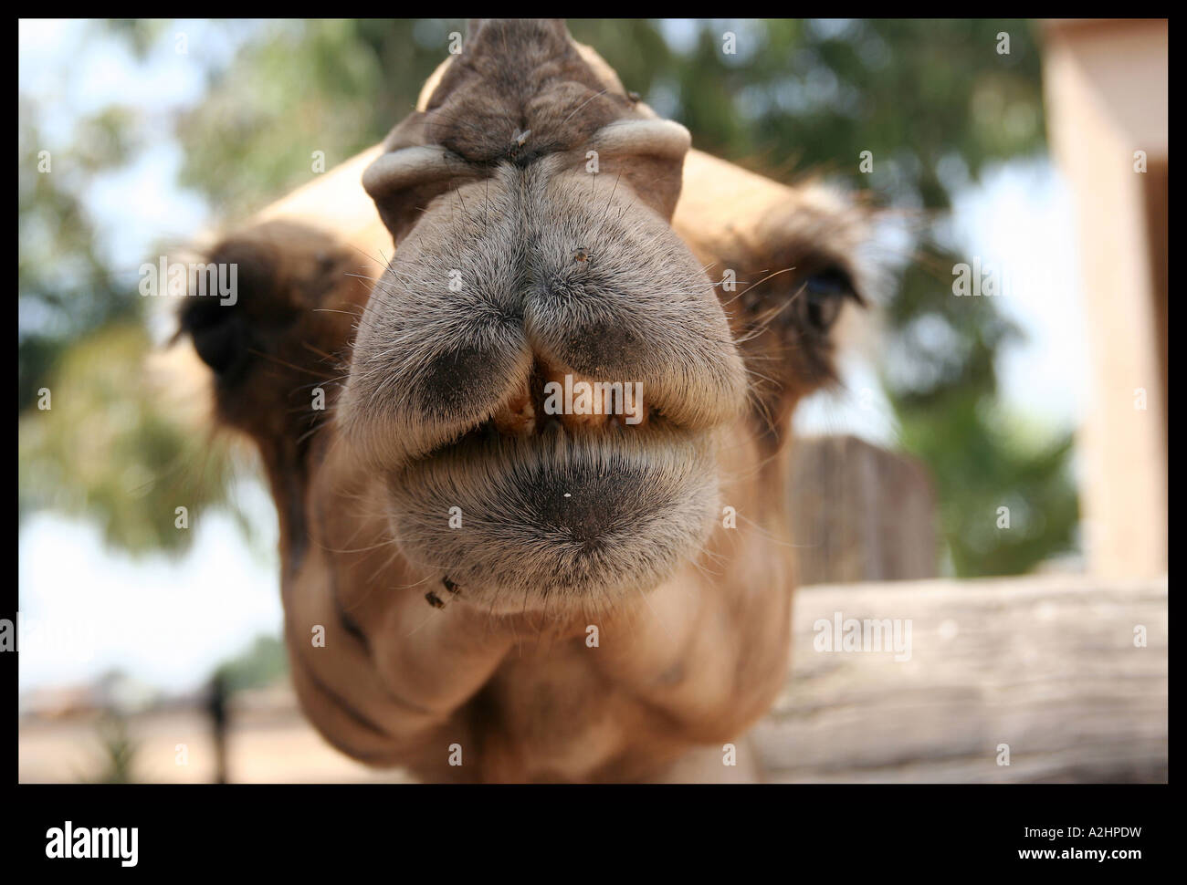 Grinning camel hi-res stock photography and images - Alamy