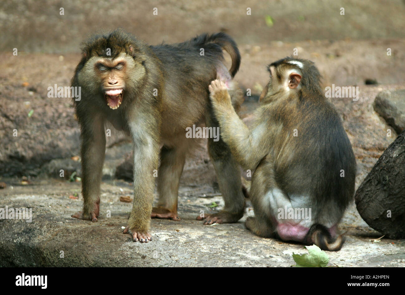 Monkeys yelling hi-res stock photography and images - Alamy