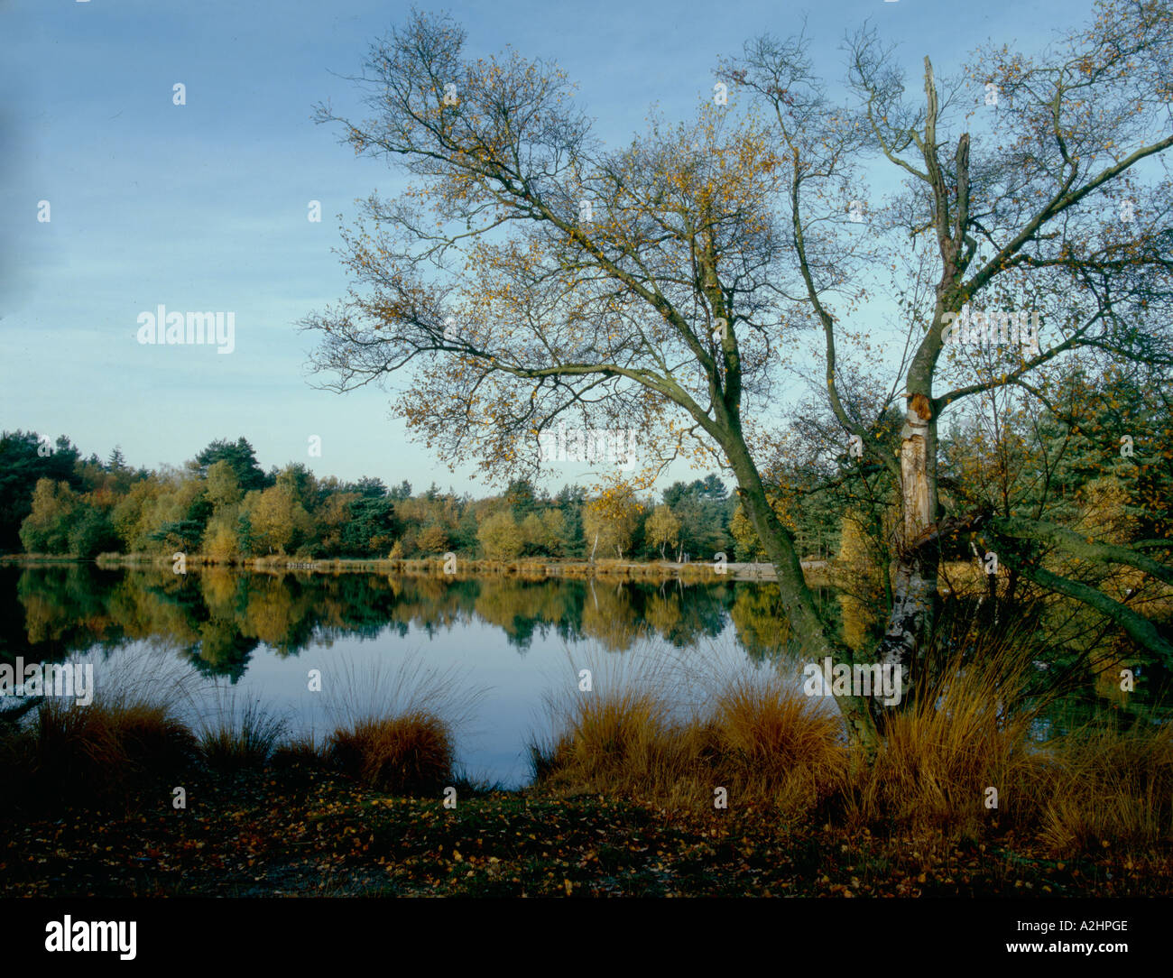 Moat pond thursley common hi-res stock photography and images - Alamy