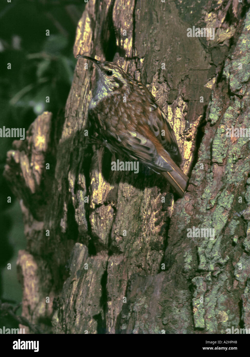 Emerging from nest hi-res stock photography and images - Alamy