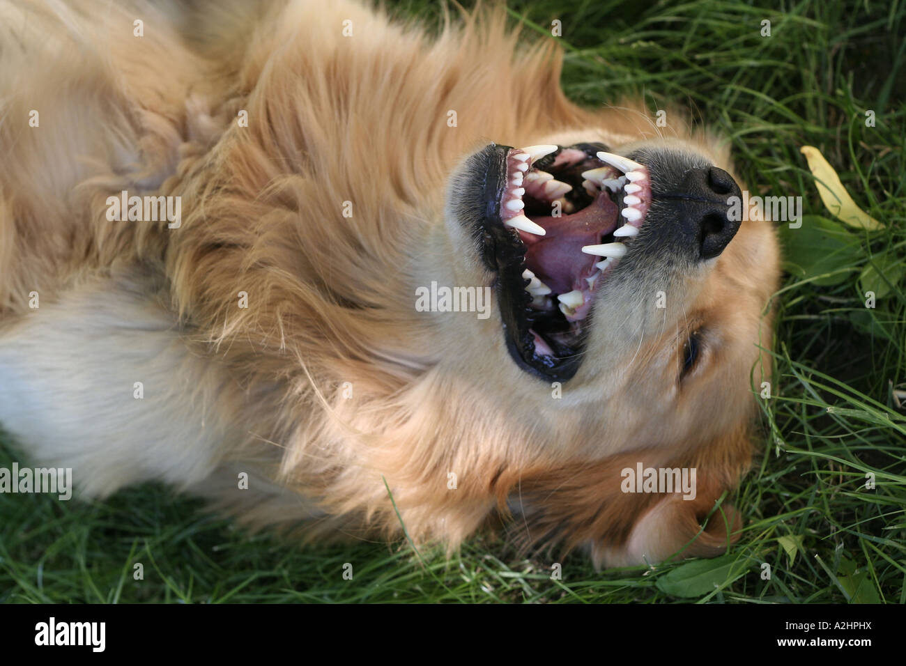 Dog showing hi-res stock photography and images - Alamy