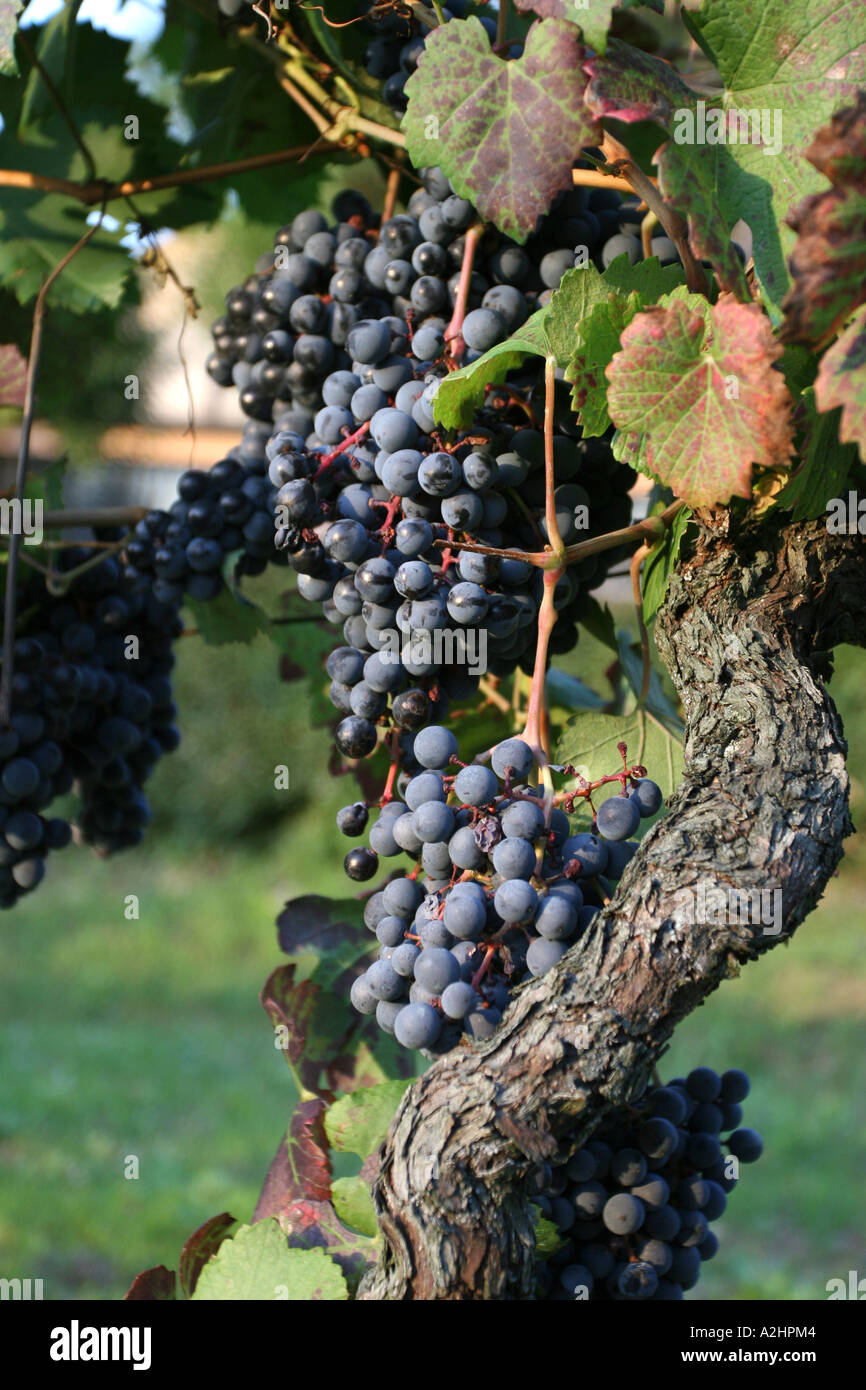 Italian grape vines hi-res stock photography and images - Alamy