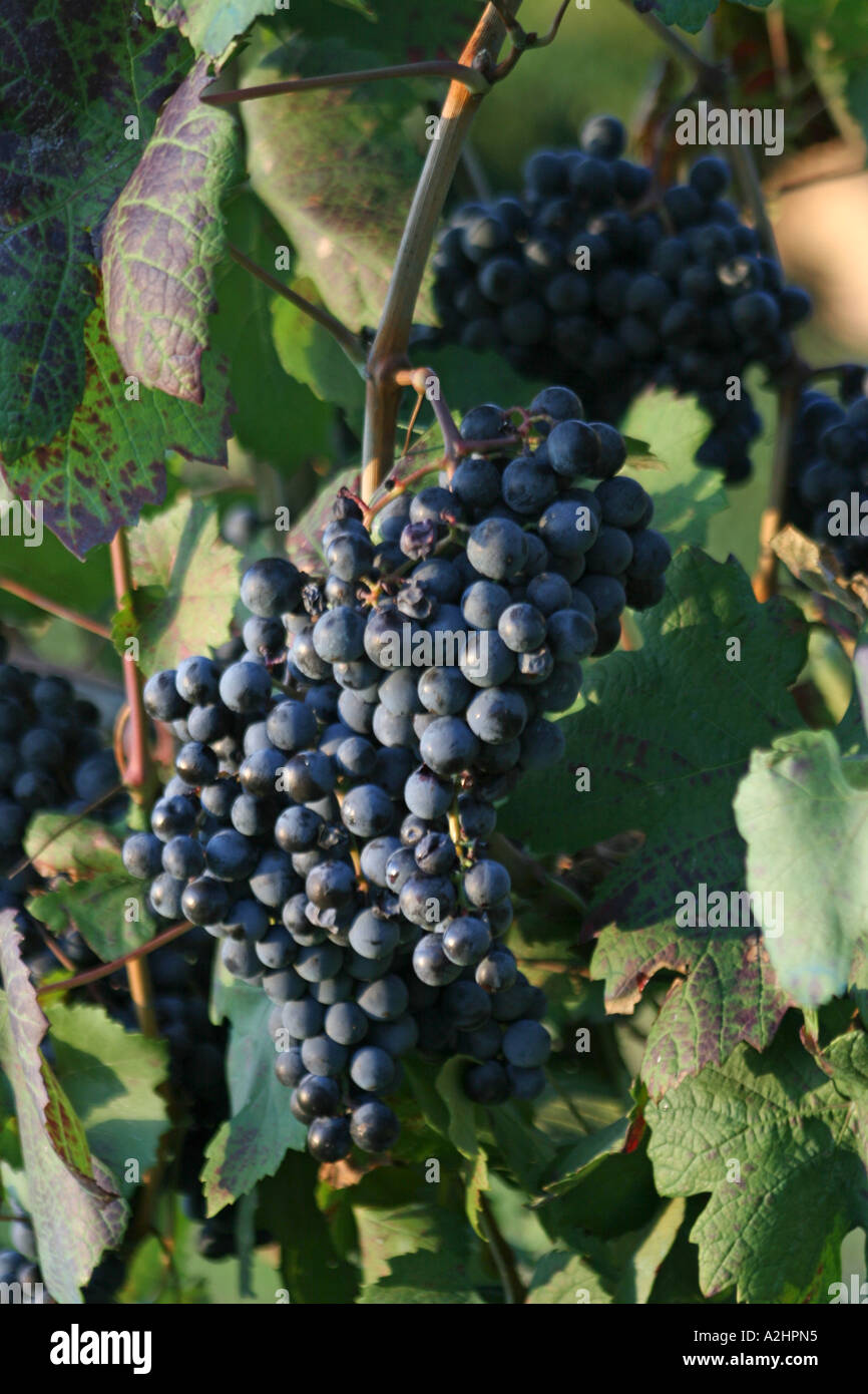 Grape vines tuscany italy hi-res stock photography and images - Alamy
