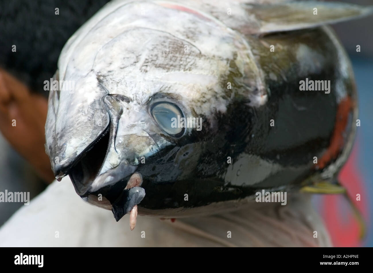 Yellowfin tuna fish market General Santos City, Mindanao, Philippines ...