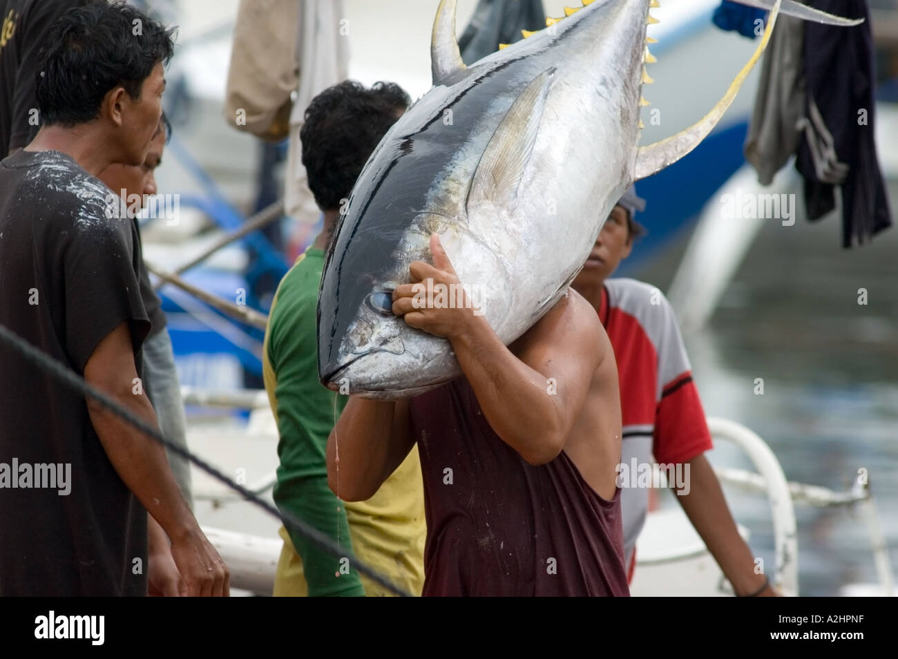 Yellowfin tuna fish market General Santos City, Mindanao, Philippines ...
