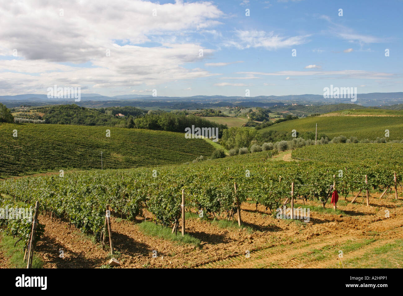 Grape vines in Tuscany, Italy Stock Photo - Alamy