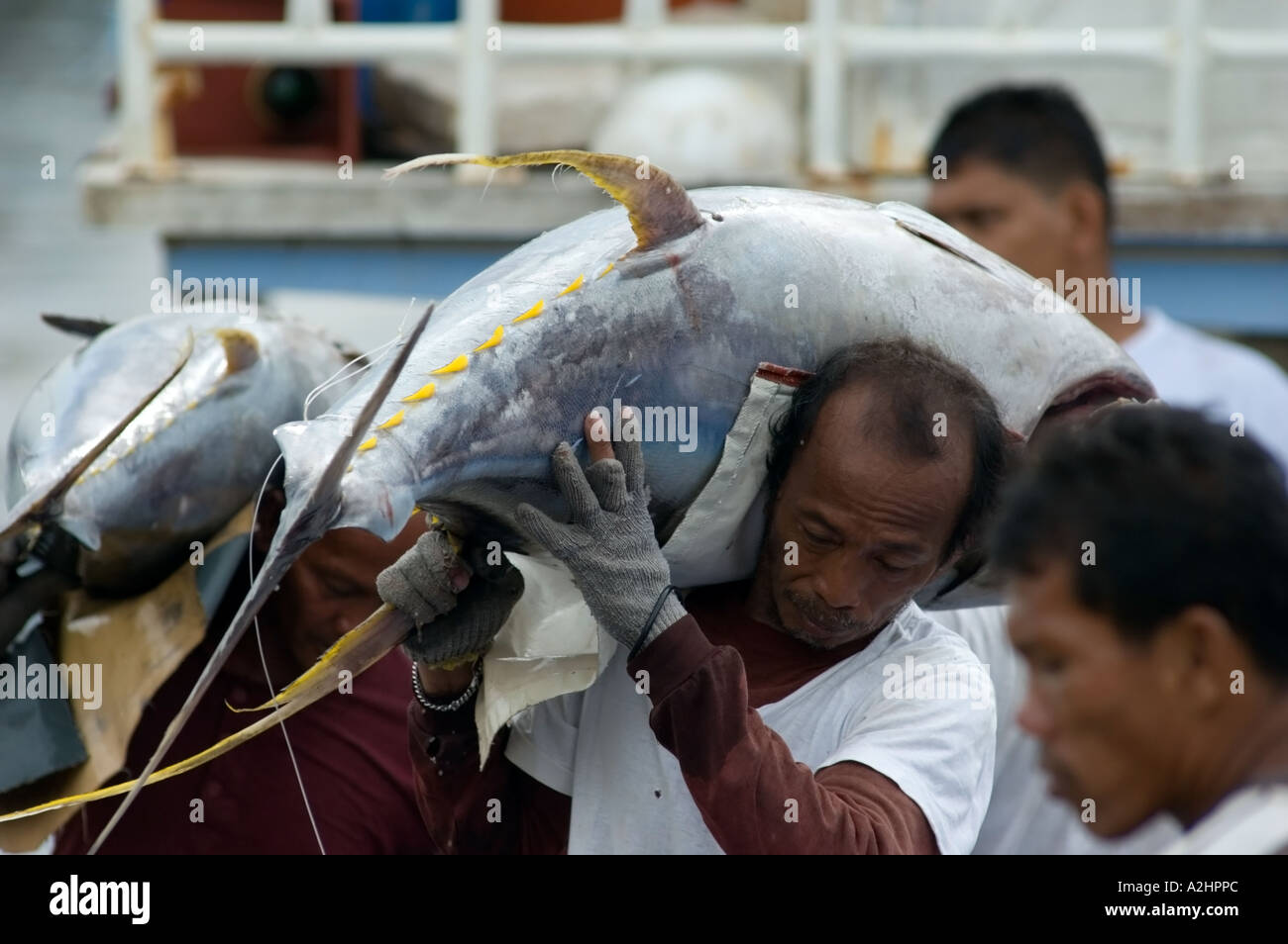Yellowfin tuna fish market General Santos City, Mindanao, Philippines ...