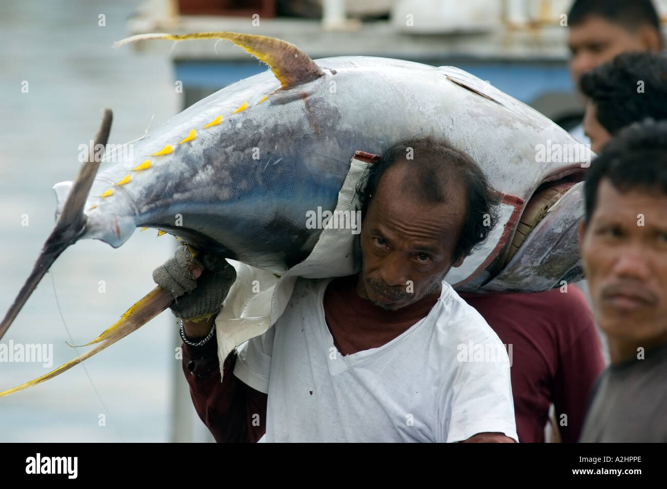 Yellowfin tuna fish market General Santos City, Mindanao, Philippines ...