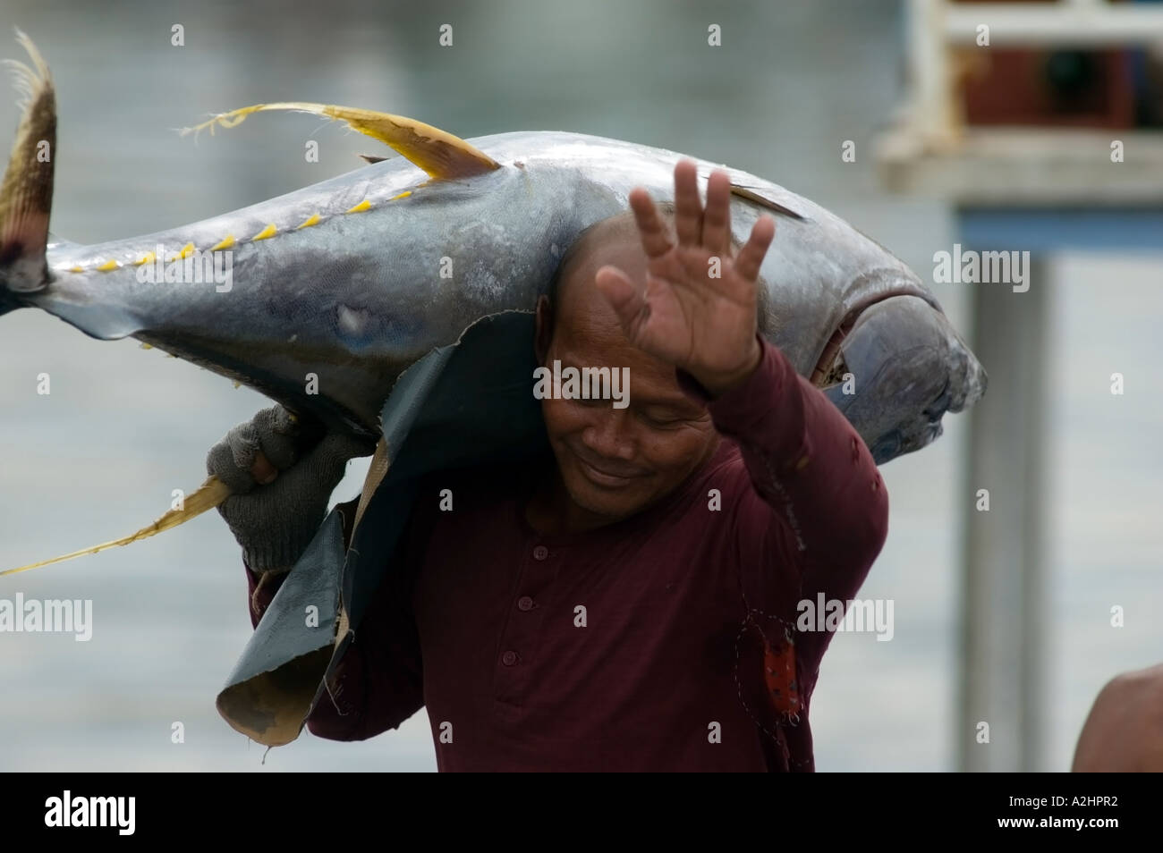 Yellowfin tuna fish market General Santos City, Mindanao, Philippines ...