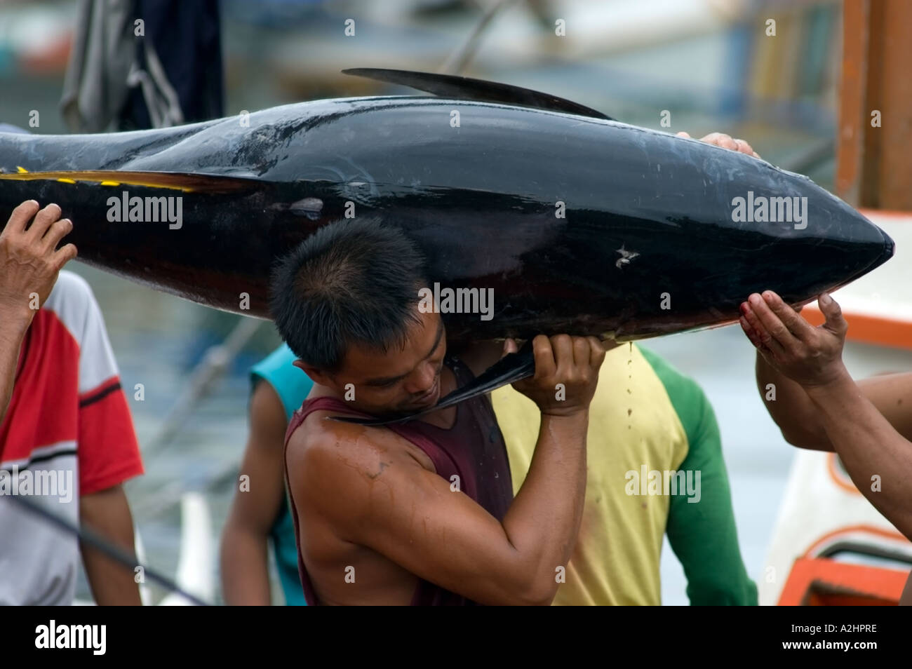 Yellowfin tuna fish market General Santos City, Mindanao, Philippines ...