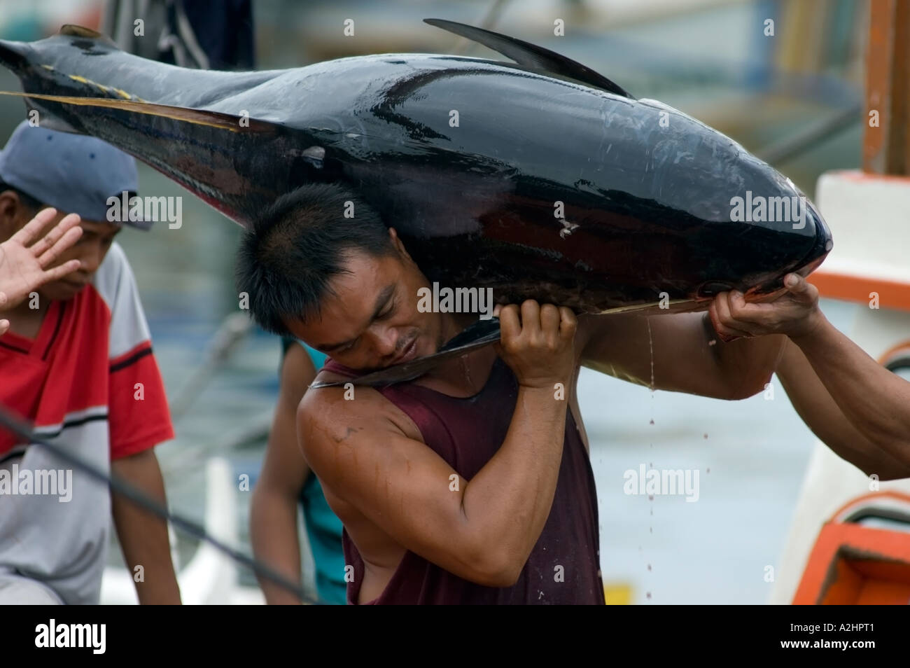 Yellowfin tuna fish market General Santos City, Mindanao, Philippines ...