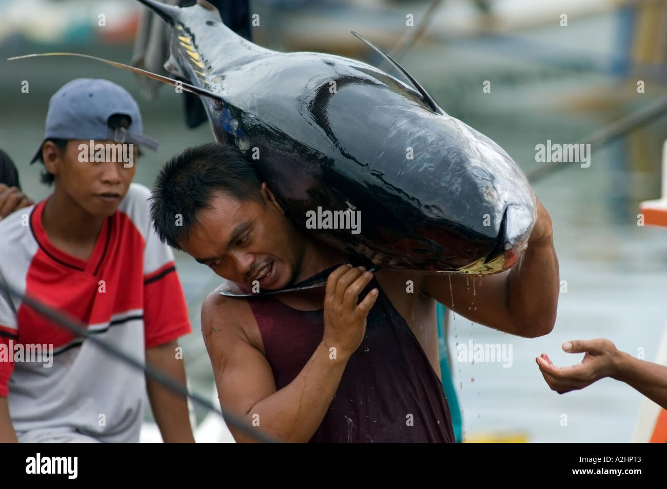 Yellowfin tuna fish market General Santos City, Mindanao, Philippines ...