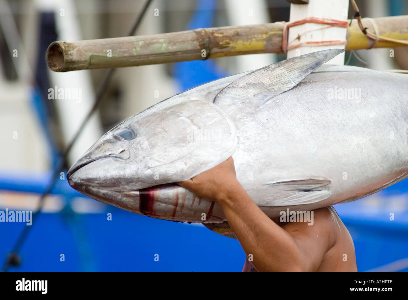 Yellowfin tuna fish market General Santos City, Mindanao, Philippines ...