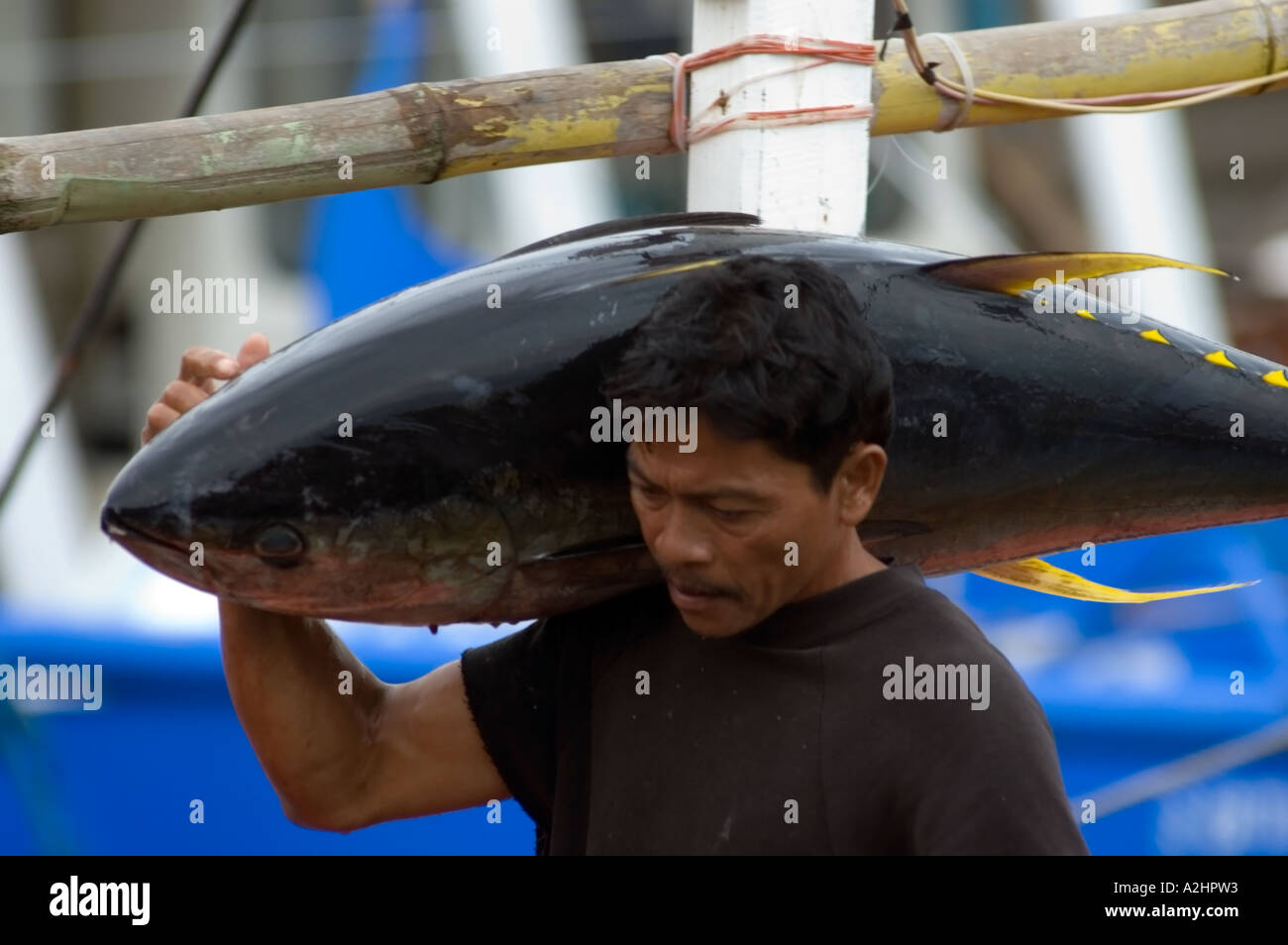 Yellowfin tuna fish market General Santos City, Mindanao, Philippines ...