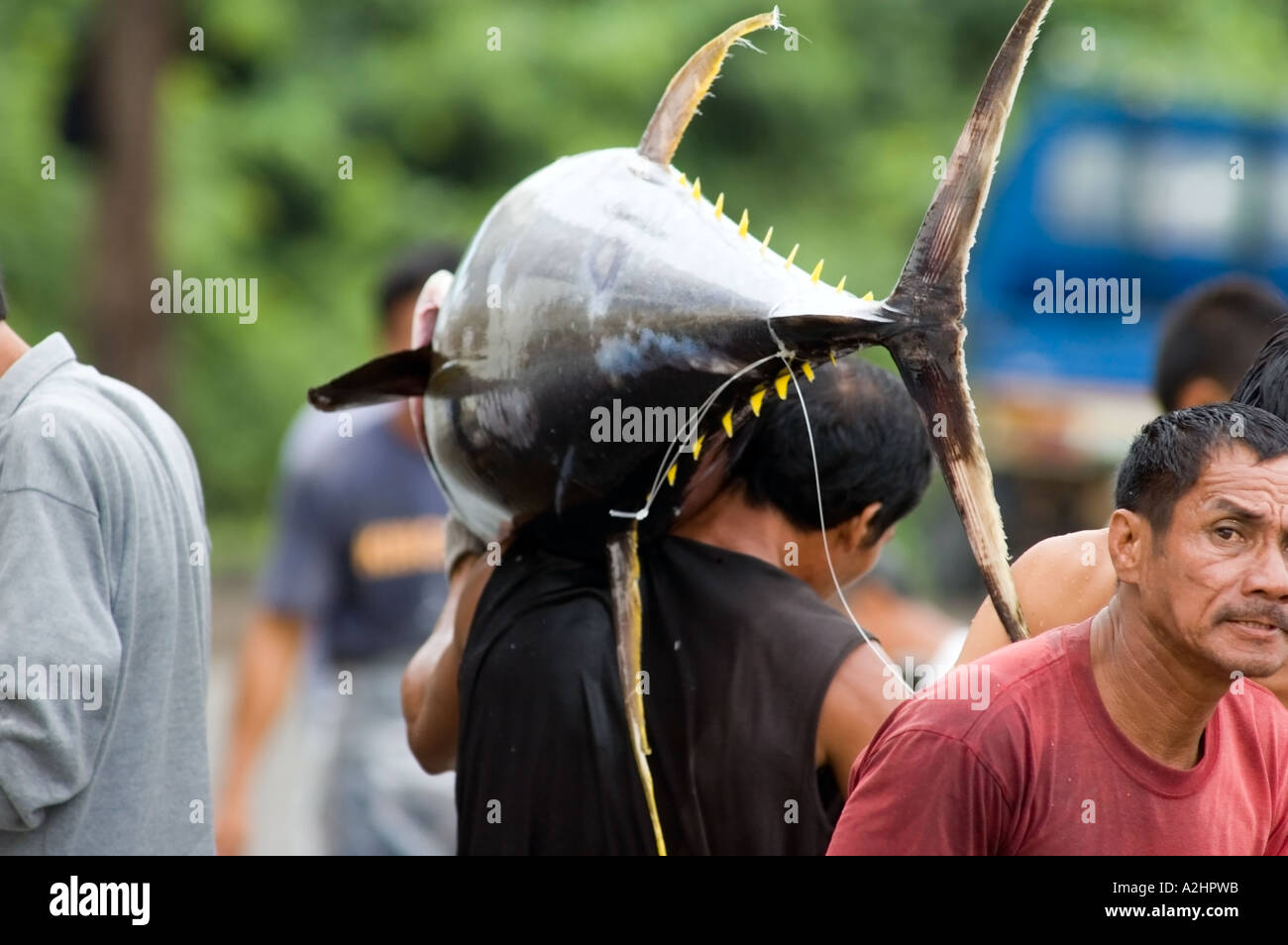 Yellowfin tuna fish market General Santos City, Mindanao, Philippines ...