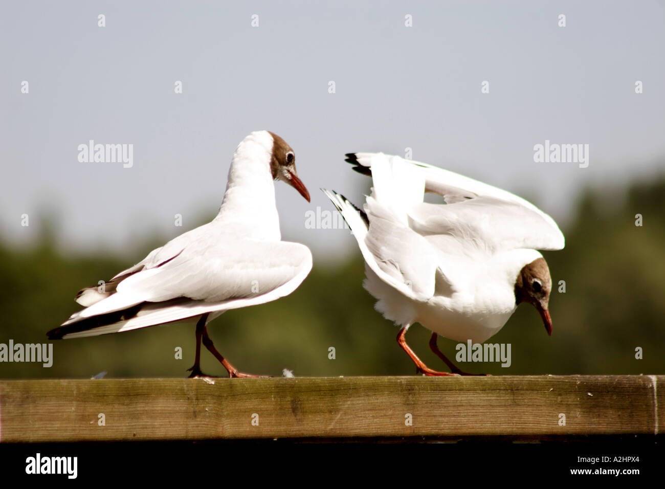 Black-headed Gull, Larus ridibundus, in display posture, UK Stock Photo ...