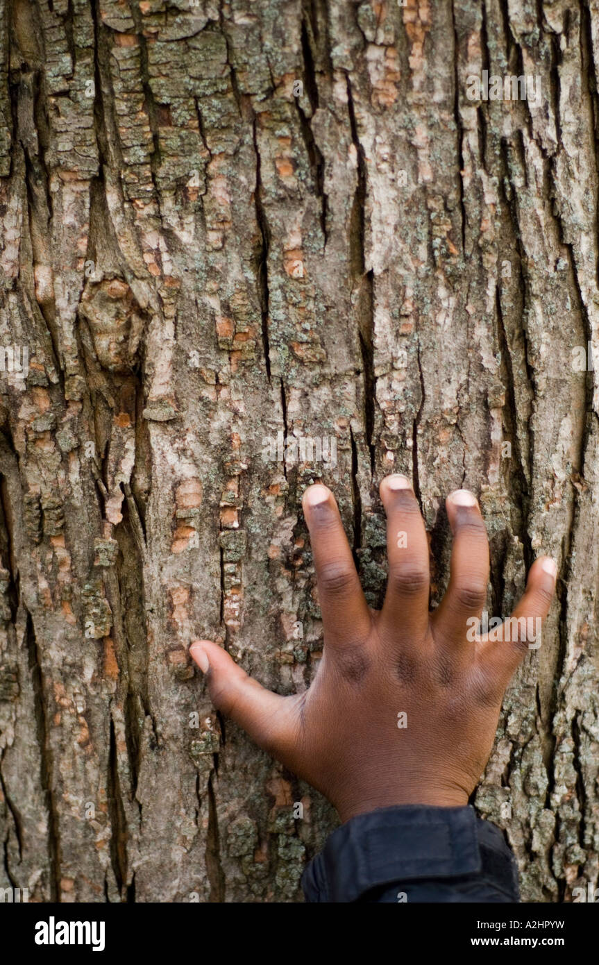 Young boy's hand on a tree Stock Photo - Alamy