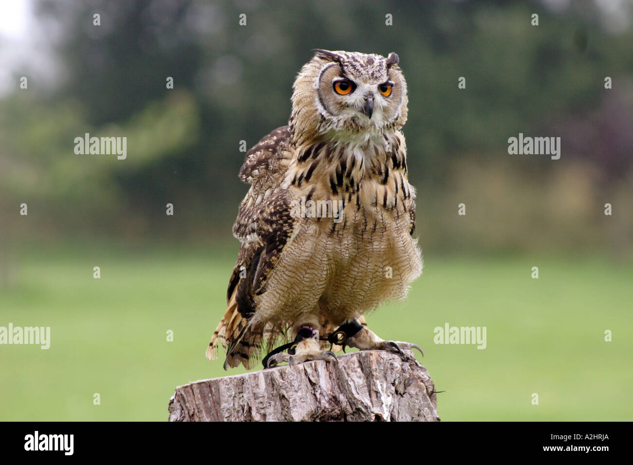 Indian owl hi-res stock photography and images - Alamy