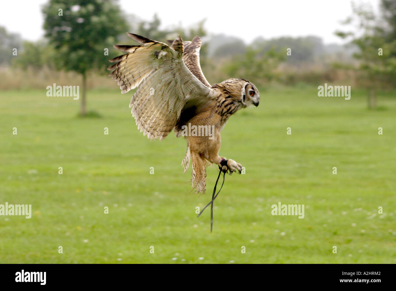 Flight demonstration at raptor park hi-res stock photography and images ...