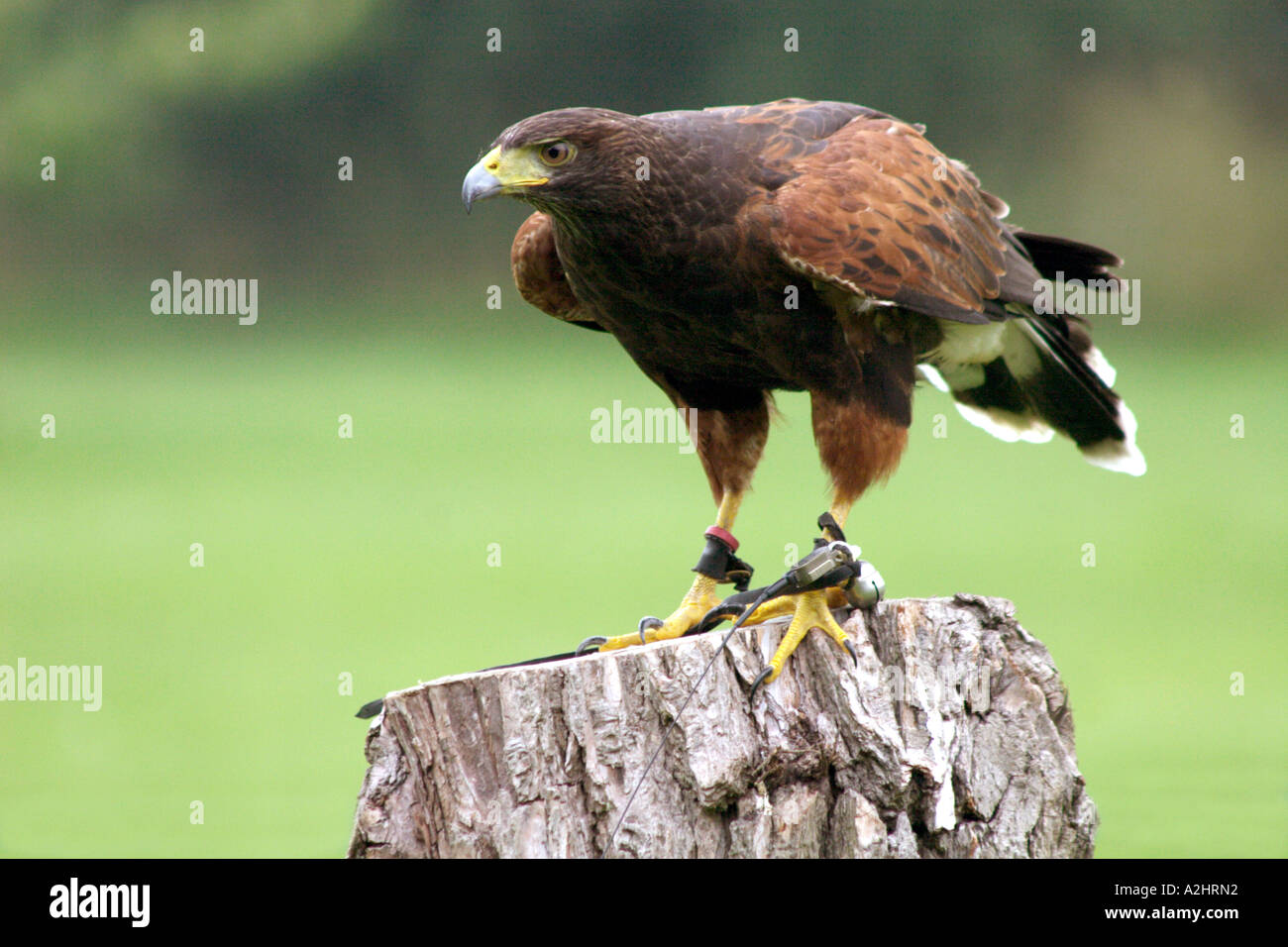 Hawk species in the world hi-res stock photography and images - Alamy