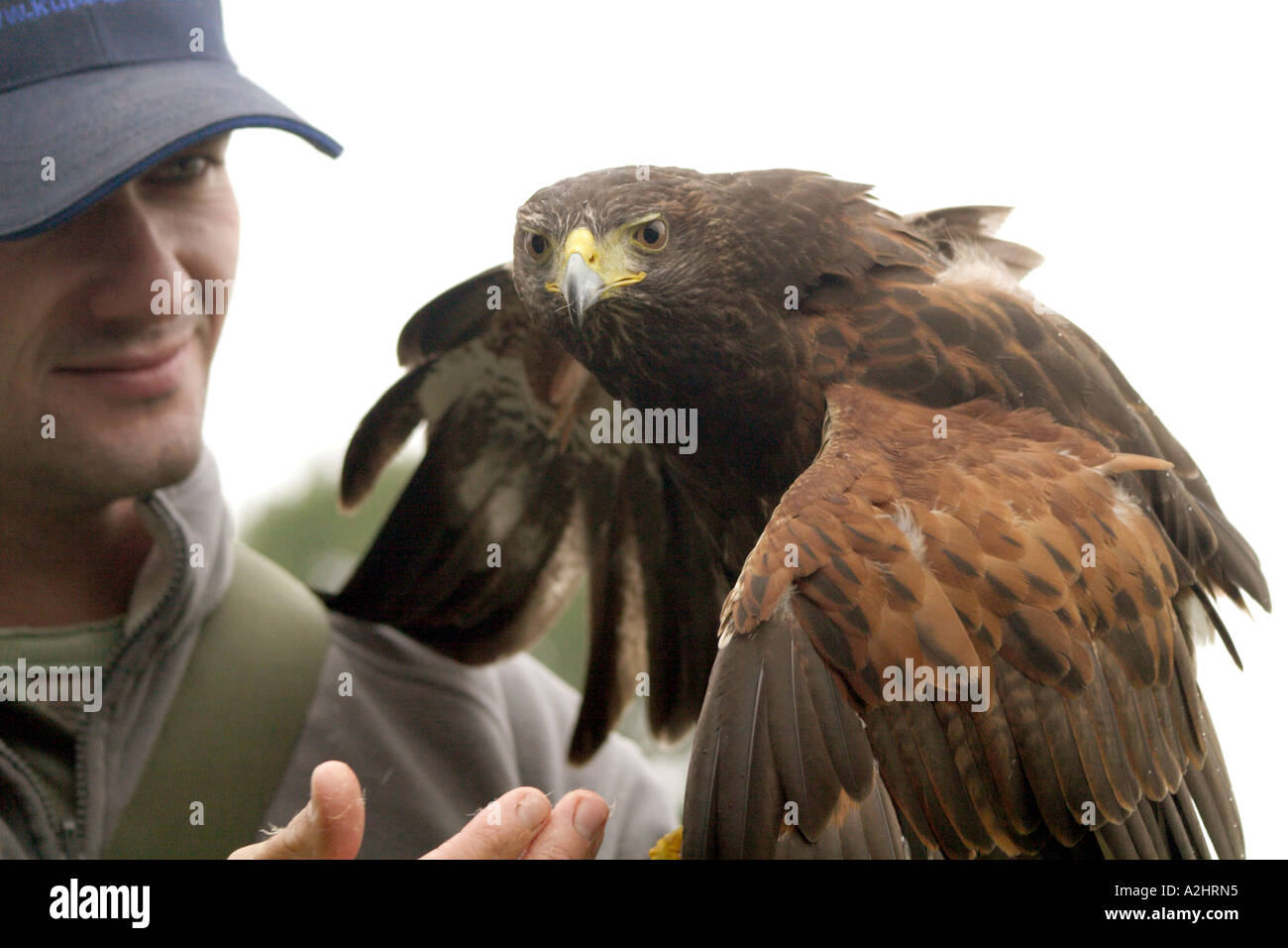 Mantling hi-res stock photography and images - Alamy