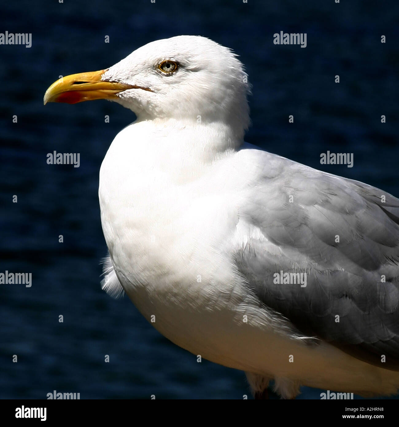 Seagull looking angry, side profile at sea Stock Photo - Alamy