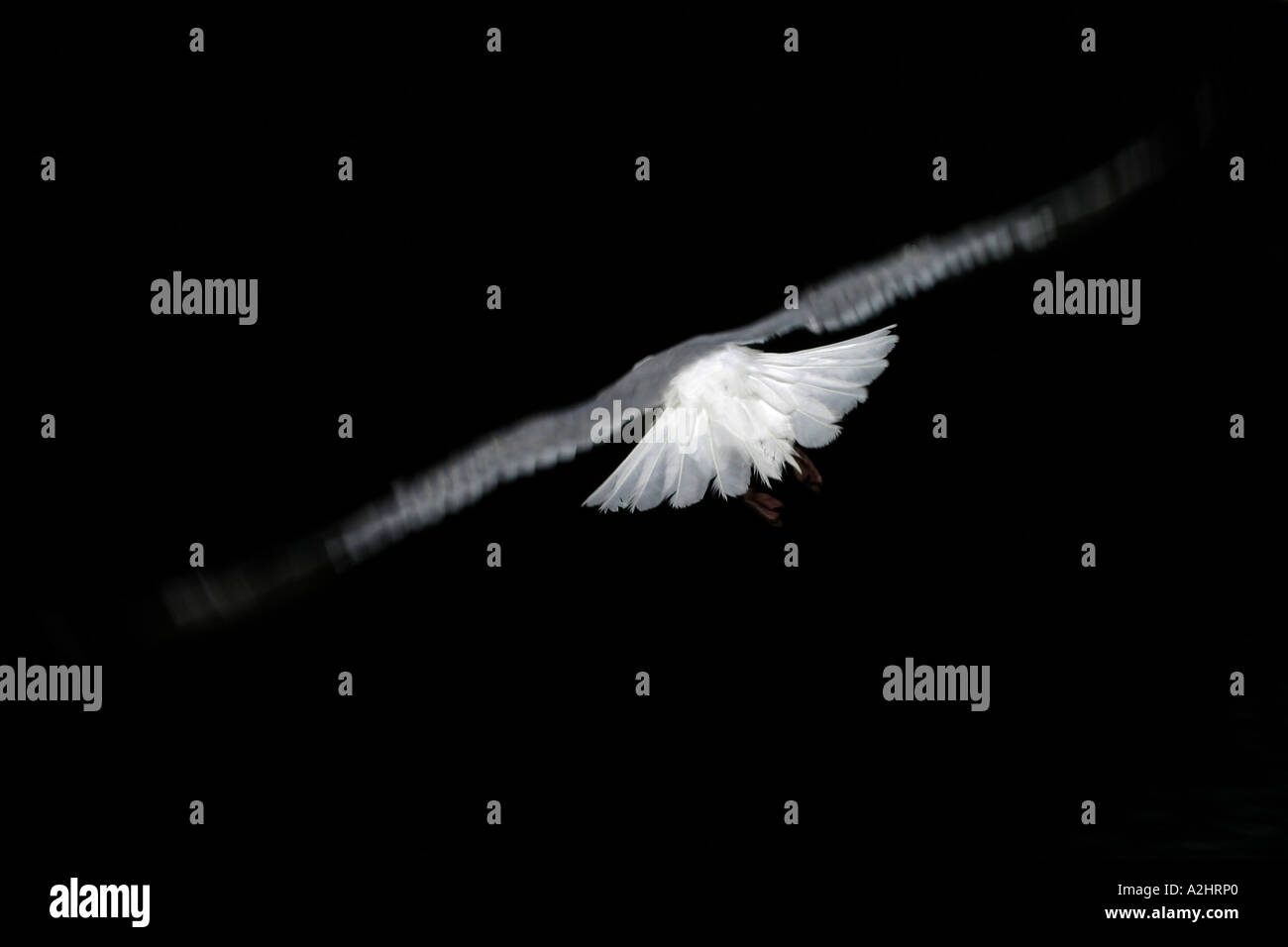 seagull flying soaring away, back Stock Photo - Alamy