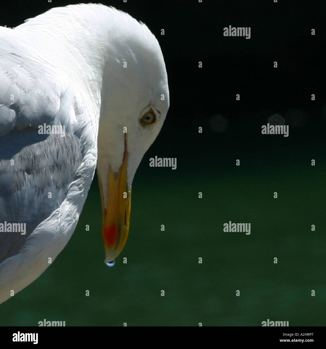 seagull looking down, water dripping off beak, square Stock Photo - Alamy