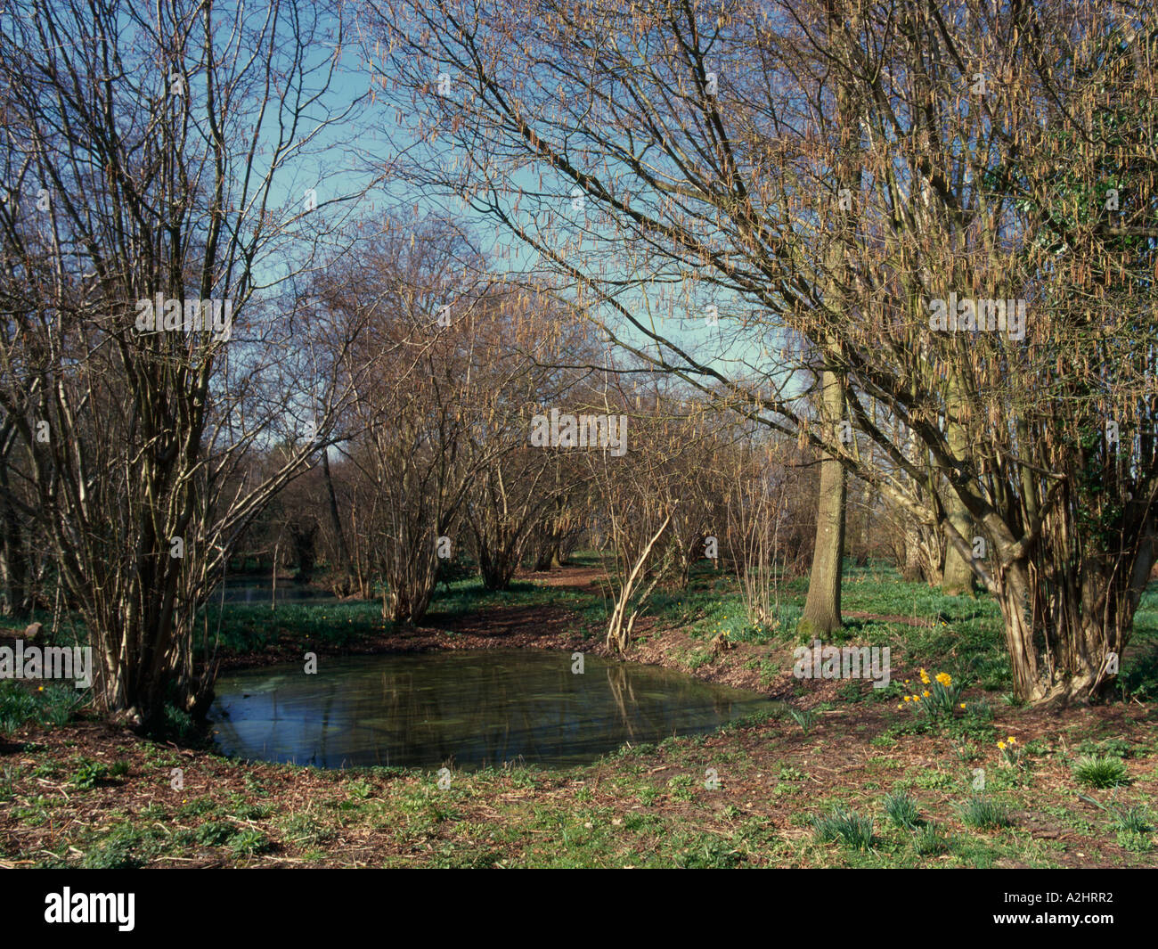 Old duck decoy flash in ancient hazel coppice now under restoration at ...