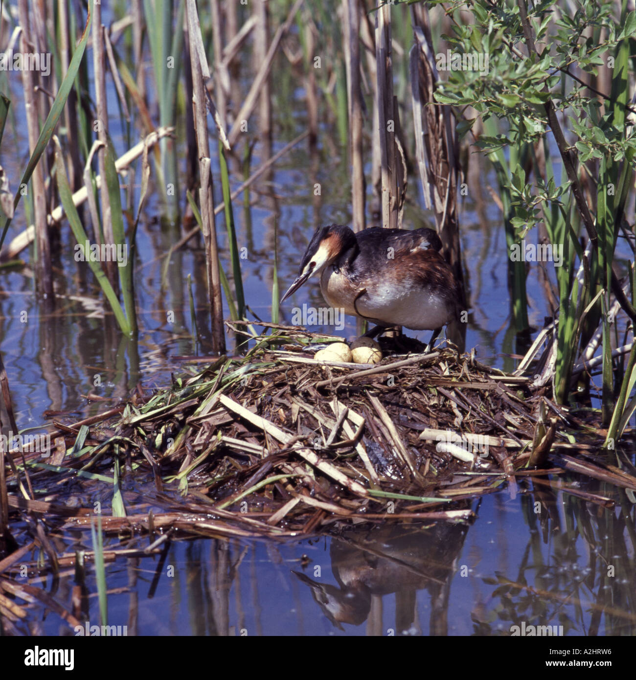 Great creted grebe on floating nest with eggs Reflection in water ...