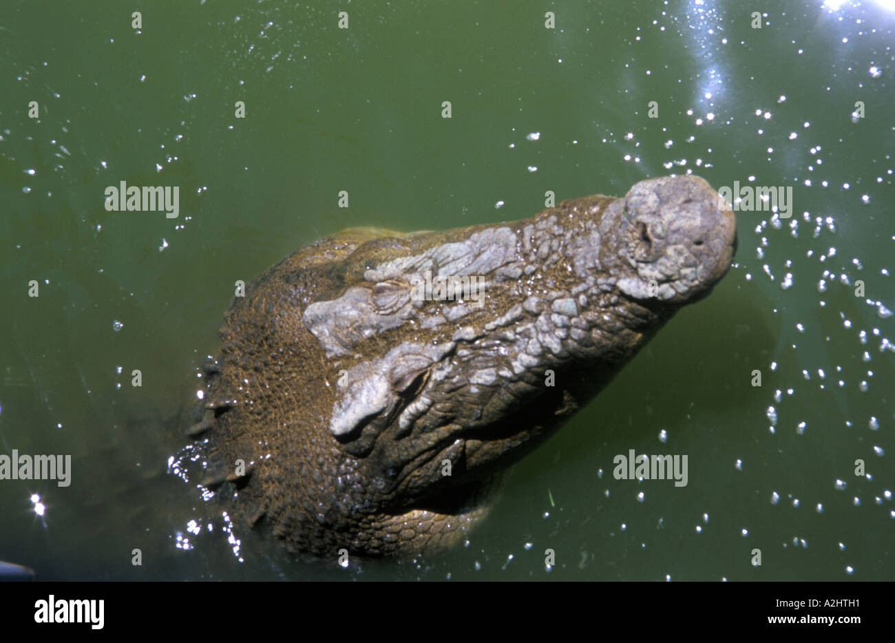 Snapping crocodile hi-res stock photography and images - Alamy
