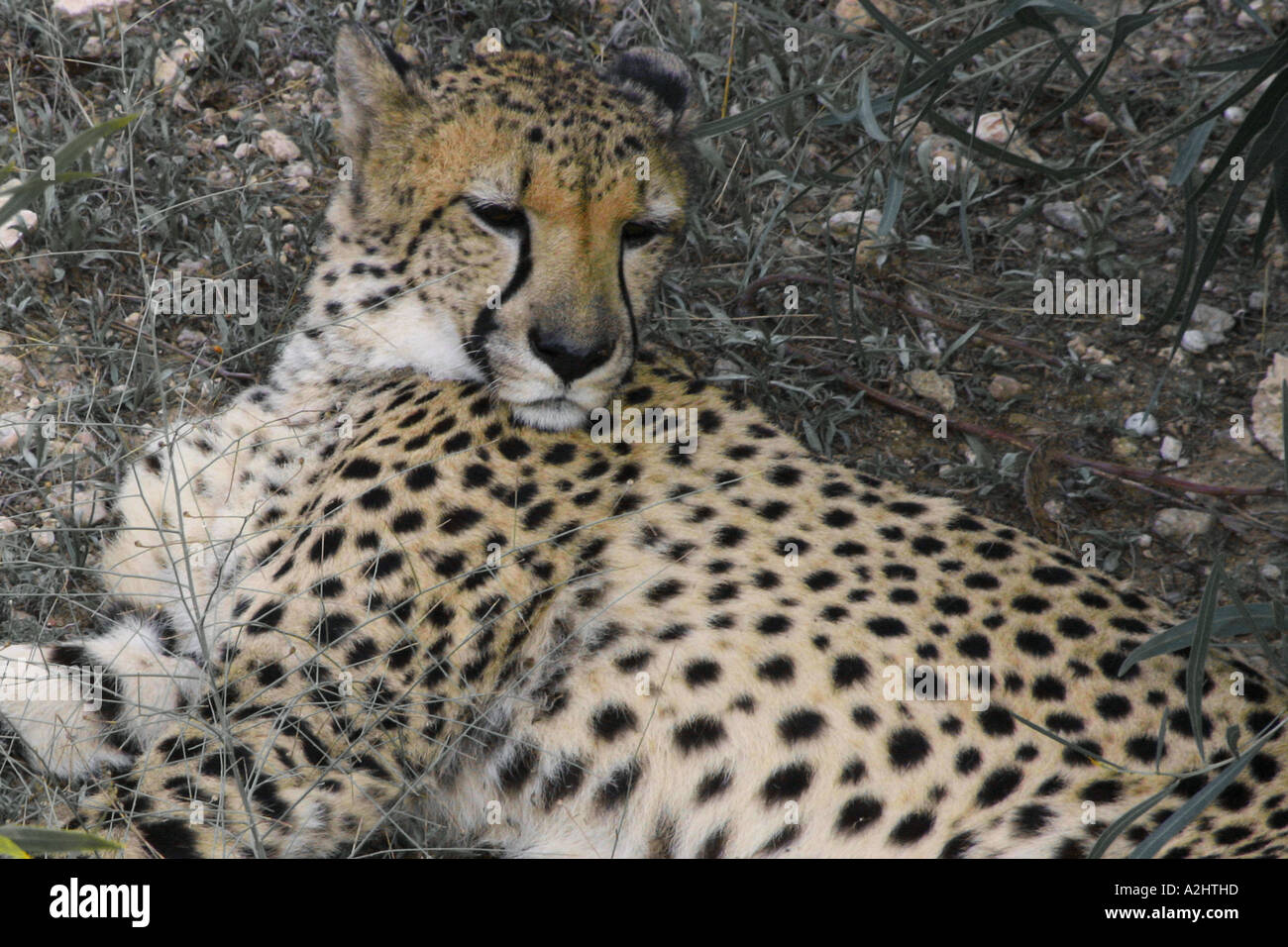 close up of cheetah lying down Stock Photo - Alamy