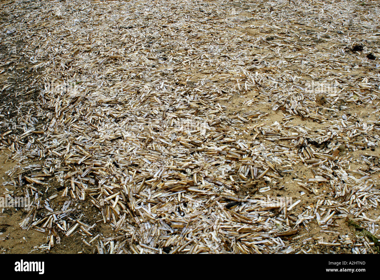 Pod Razorshells High Resolution Stock Photography and Images - Alamy
