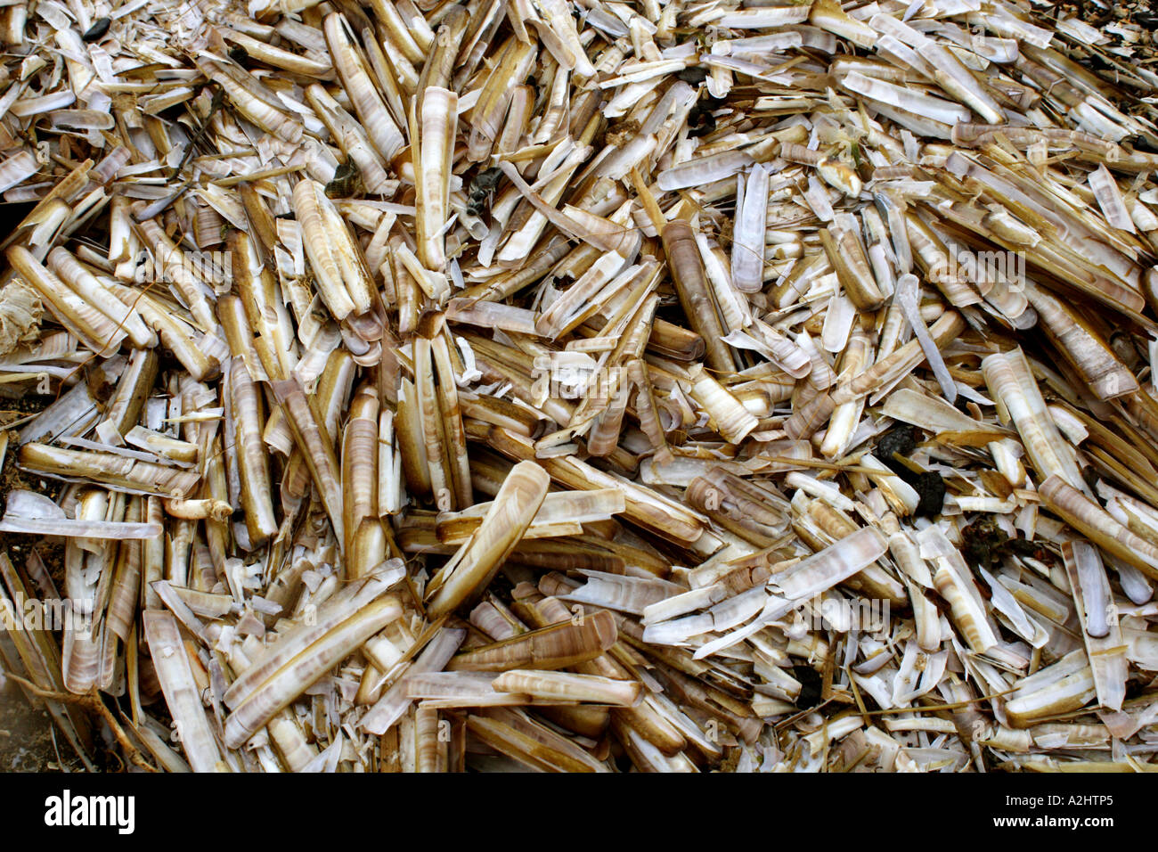 Pod Razorshells High Resolution Stock Photography and Images - Alamy