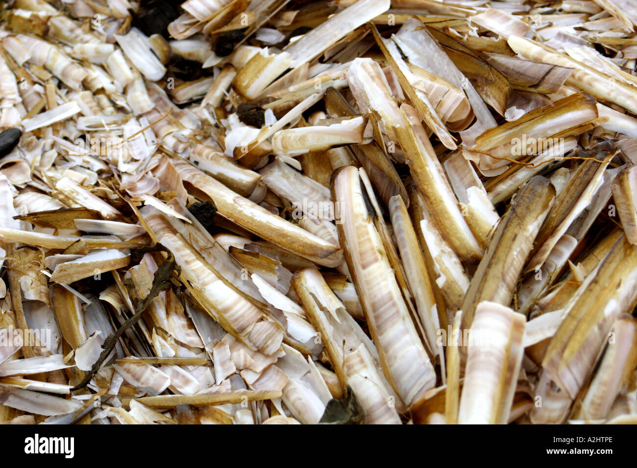 Masses of Pod Razorshells, Ensis siliqua, washed up along strandline on ...