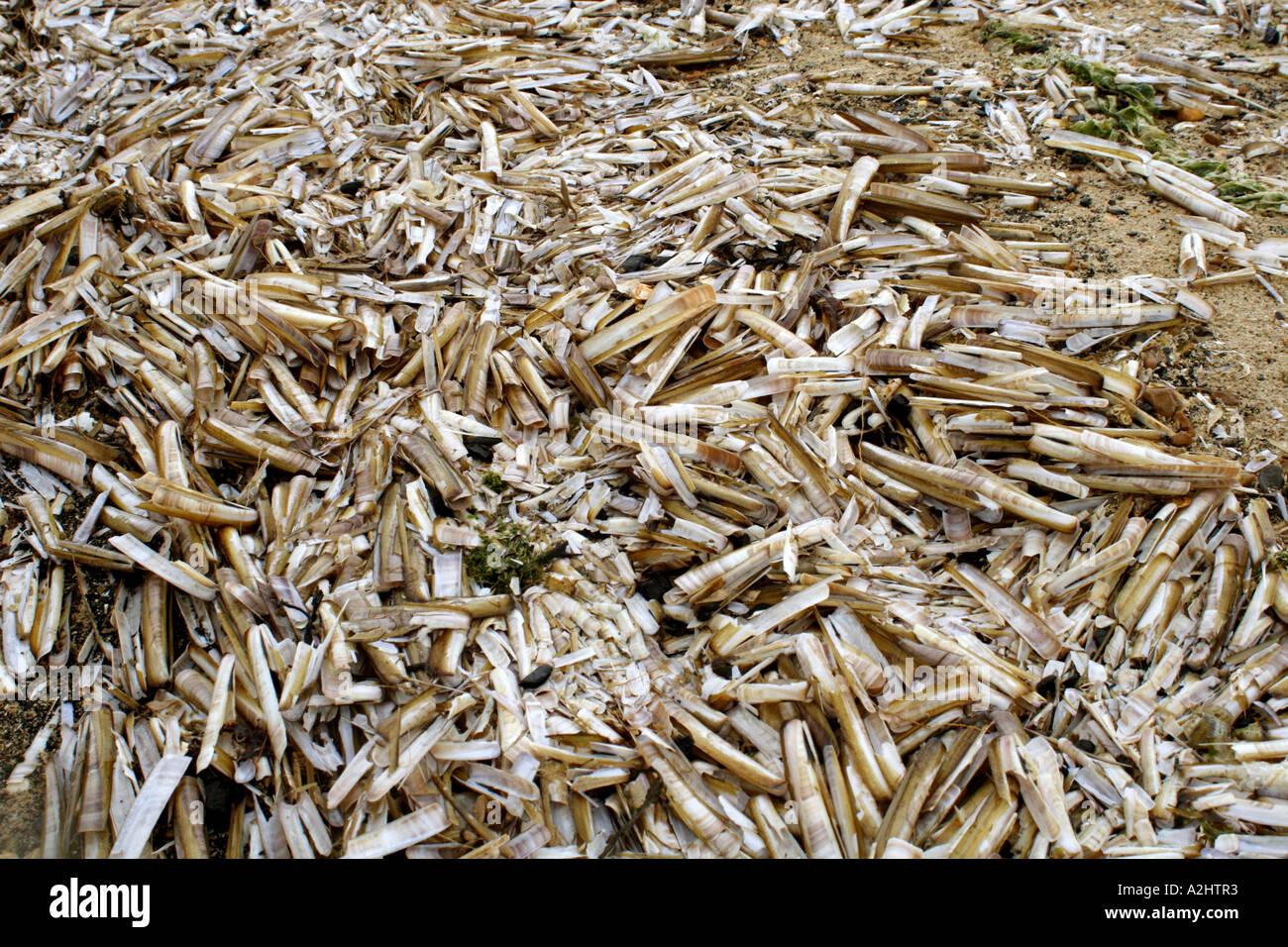Masses of Pod Razorshells Ensis siliqua washed up at strandline on ...