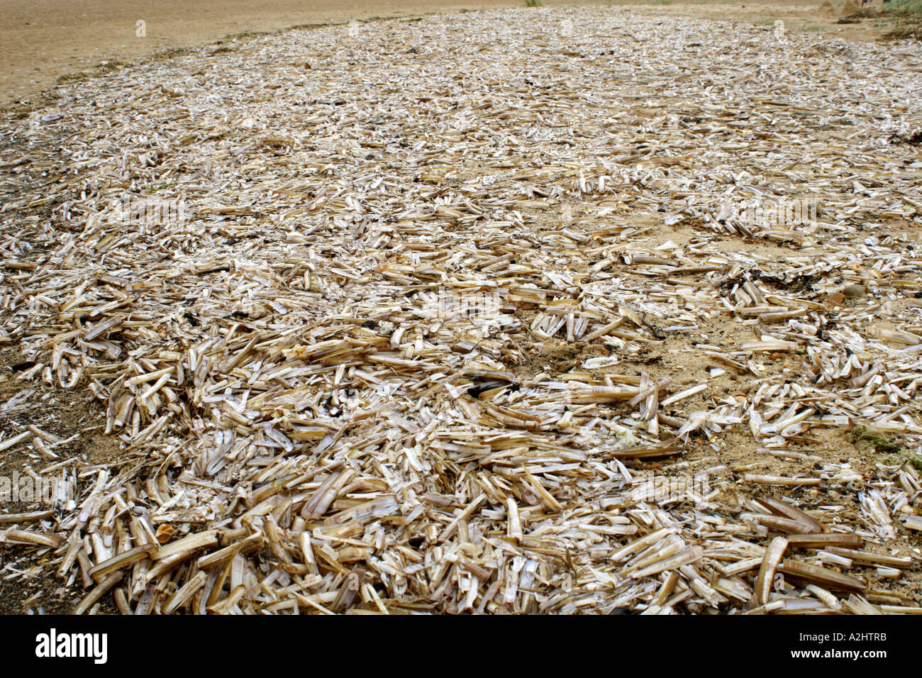 Pod Razorshells High Resolution Stock Photography and Images - Alamy